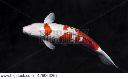 Real Koi Fish Side View