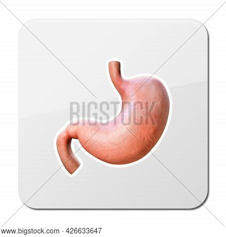 3d Human Stomach, Image & Photo (Free Trial) | Bigstock