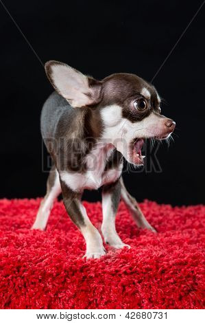 Snarling Chihuahua Dog Images, Illustrations & Vectors (Free) - Bigstock