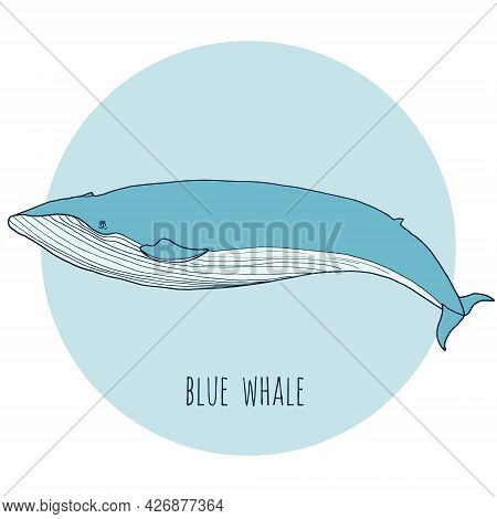 Blue Whale Vector Vector & Photo (Free Trial) | Bigstock
