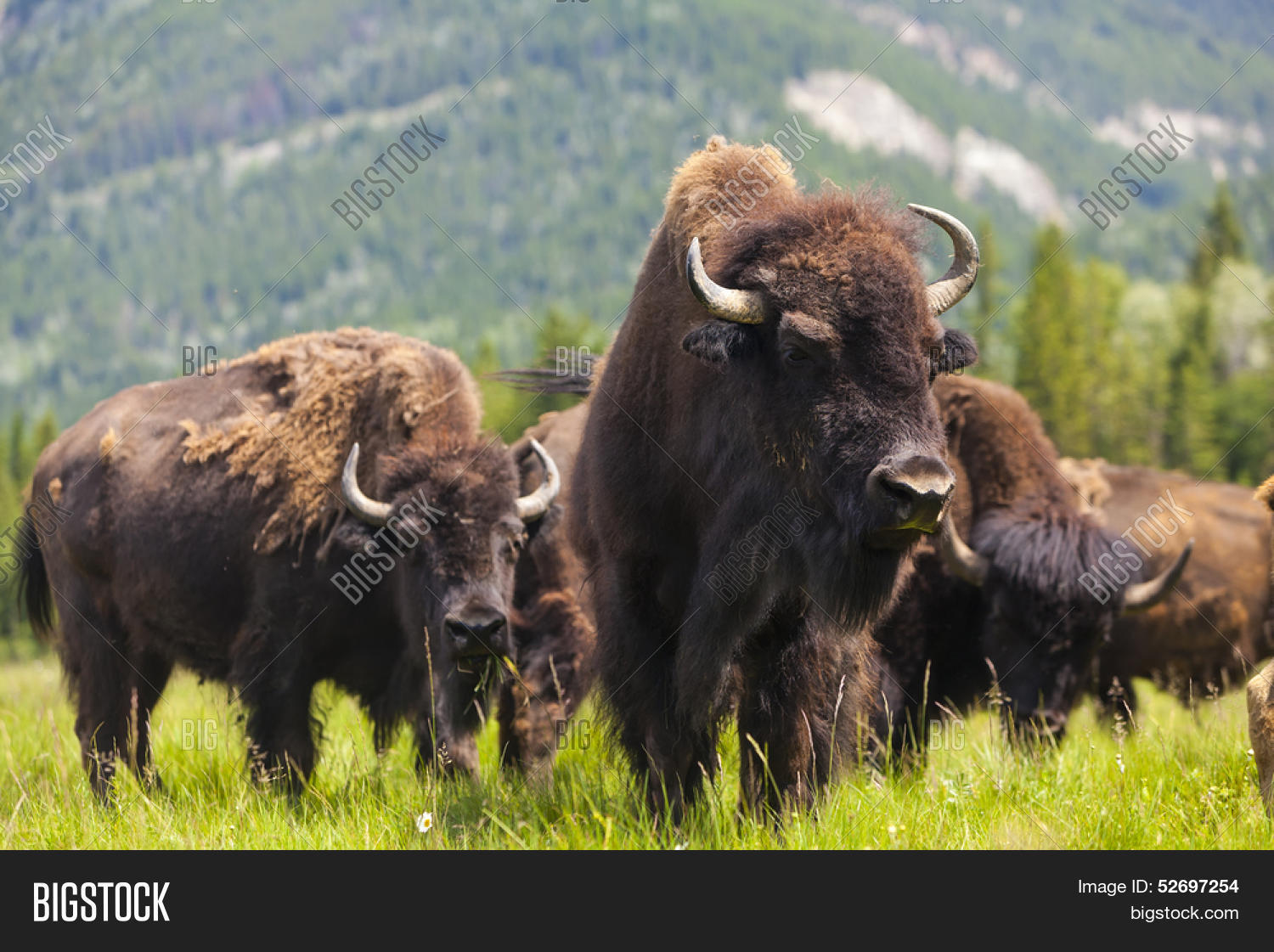 Herd American Bison ( Image & Photo (Free Trial) | Bigstock