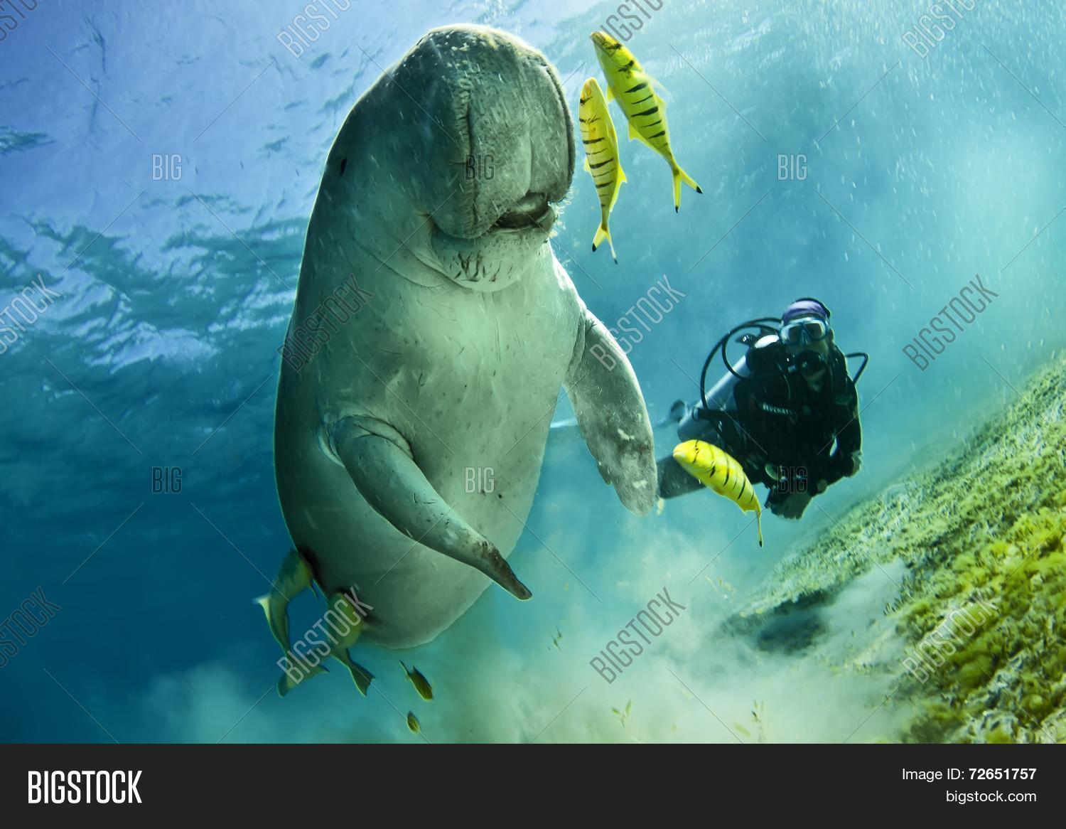 Dugong Aka Sea Cow Image & Photo (Free Trial) | Bigstock
