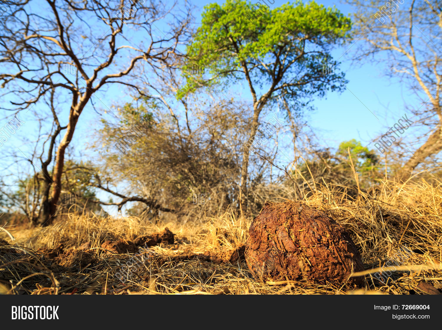Elephant Poop African Image & Photo (Free Trial) | Bigstock