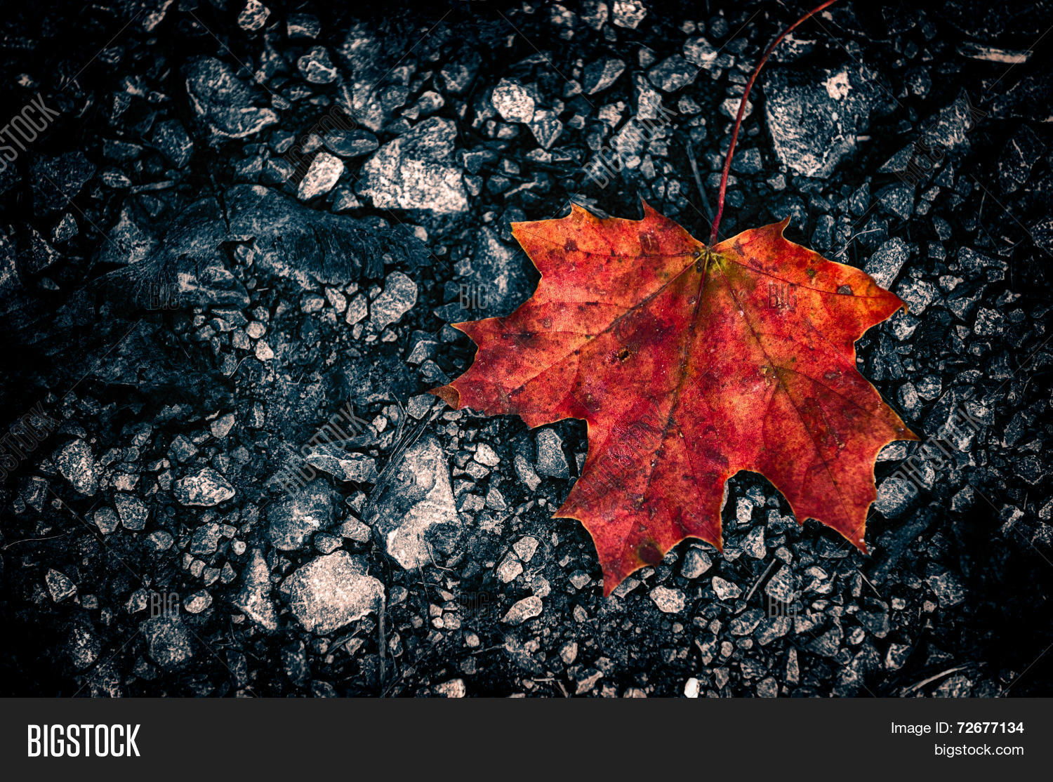 Autumn Leaf Dark Image & Photo (Free Trial) | Bigstock