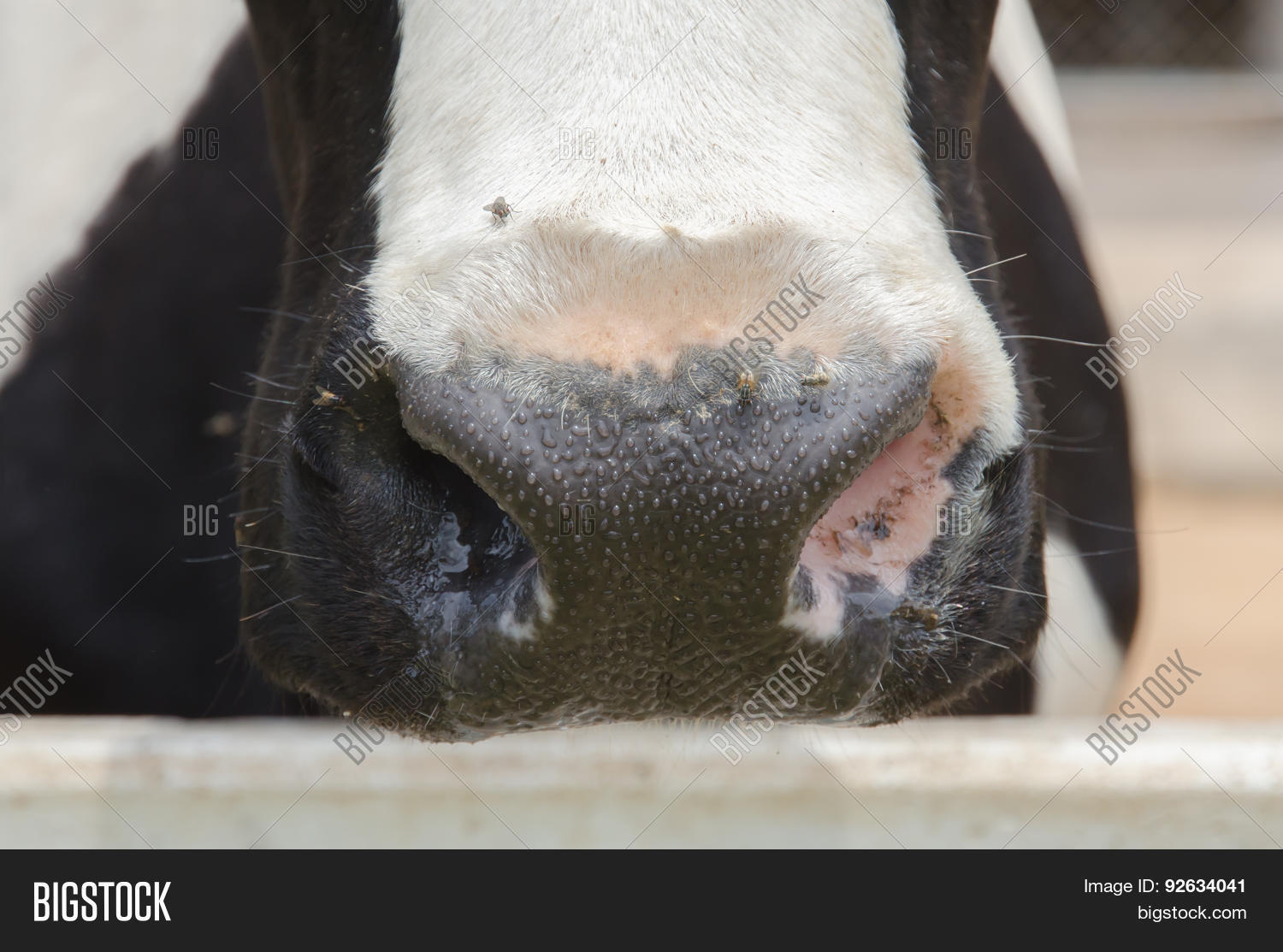 Black White Cow Snout Image & Photo (Free Trial) | Bigstock