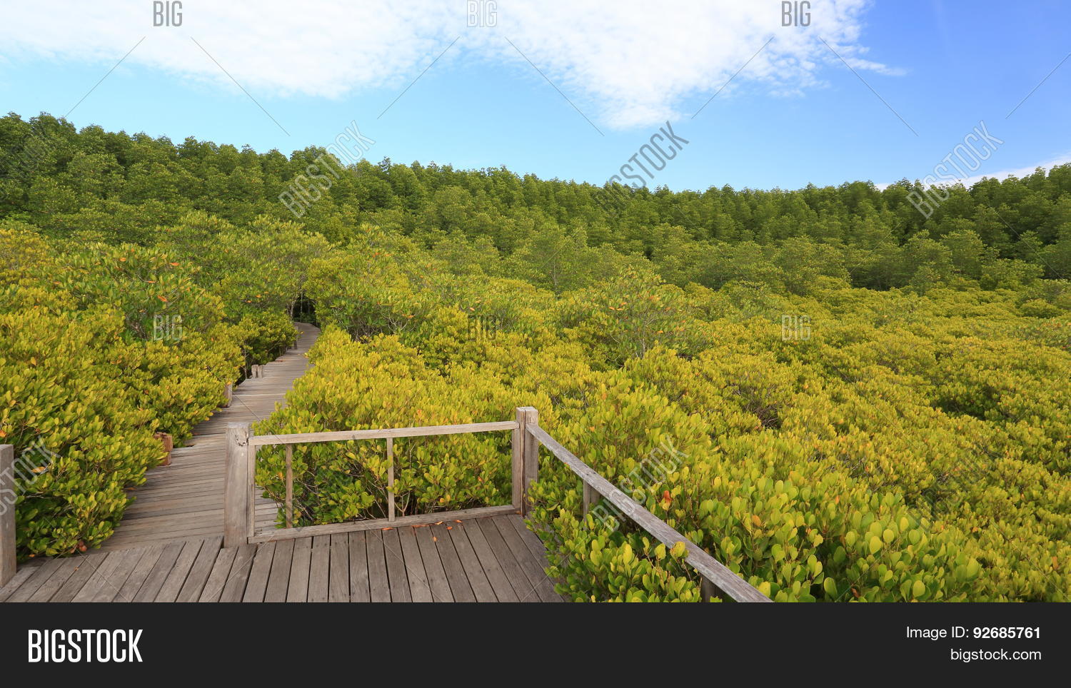 Mangrove Forest Wood Image & Photo (Free Trial) | Bigstock