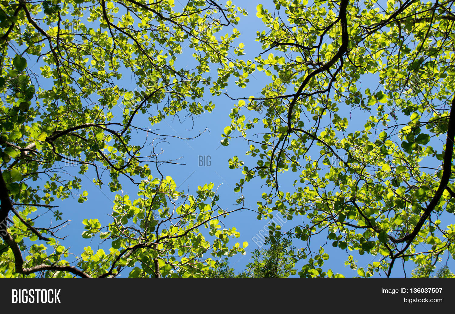 Top View Green Leaves Image & Photo (Free Trial) | Bigstock