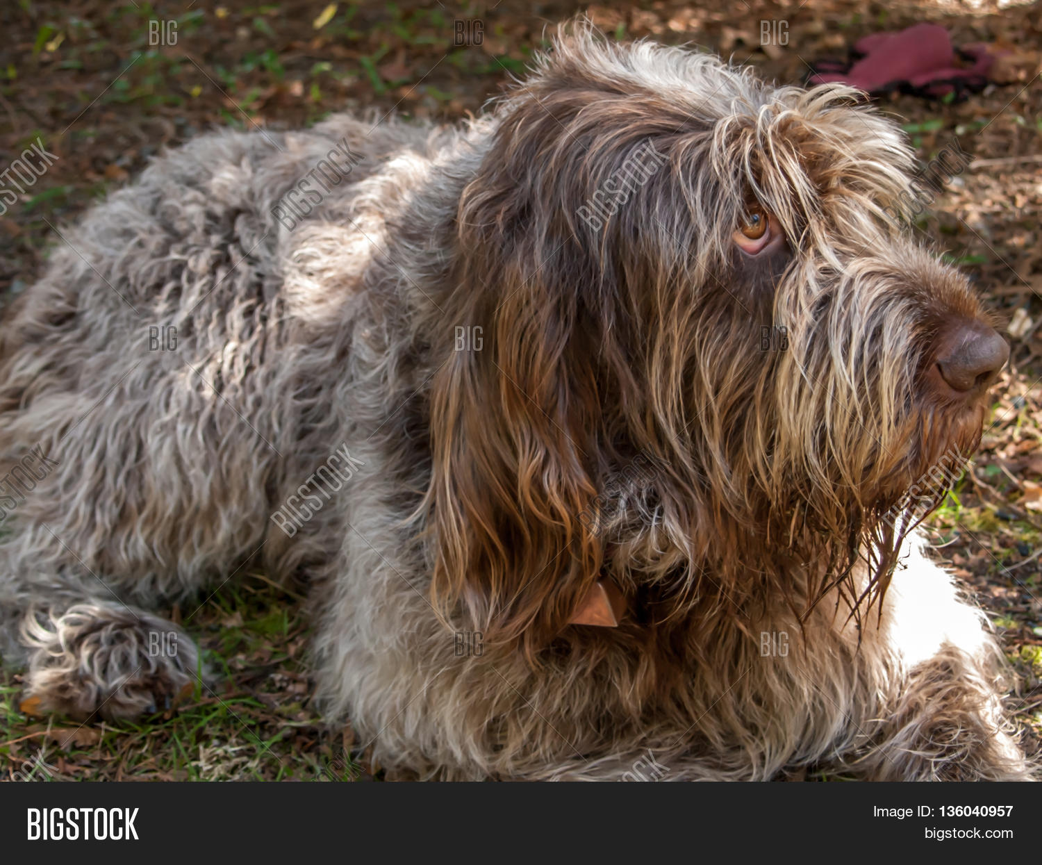 Italian Spinone Dog Image & Photo (Free Trial) | Bigstock