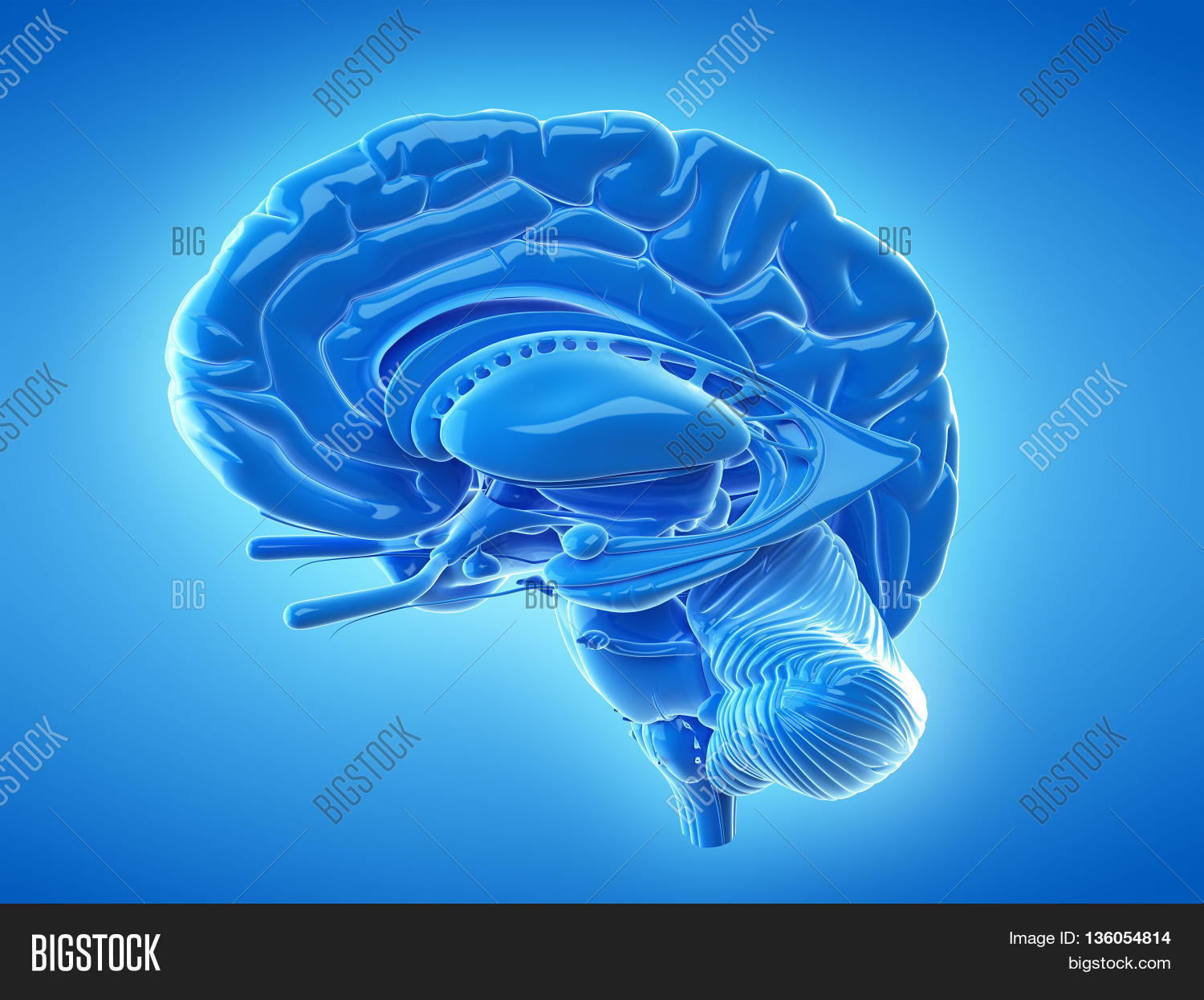 3d Rendered, Medically Image & Photo (Free Trial) | Bigstock