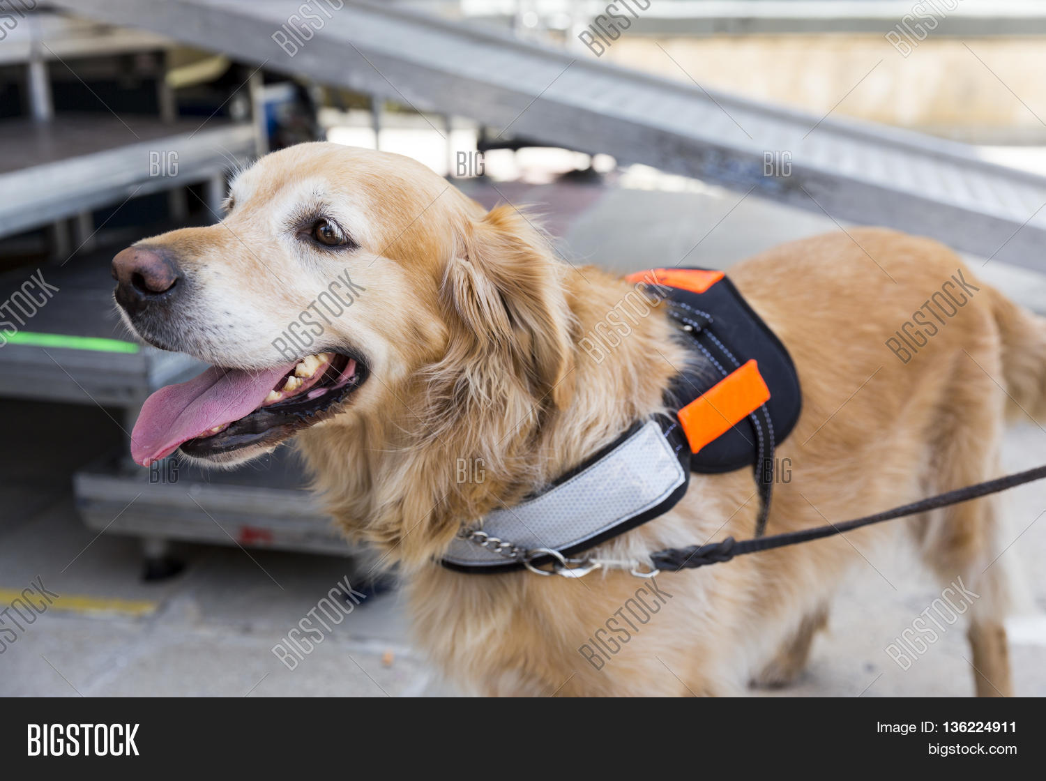 Guide Assistance Dog Image & Photo (Free Trial) | Bigstock