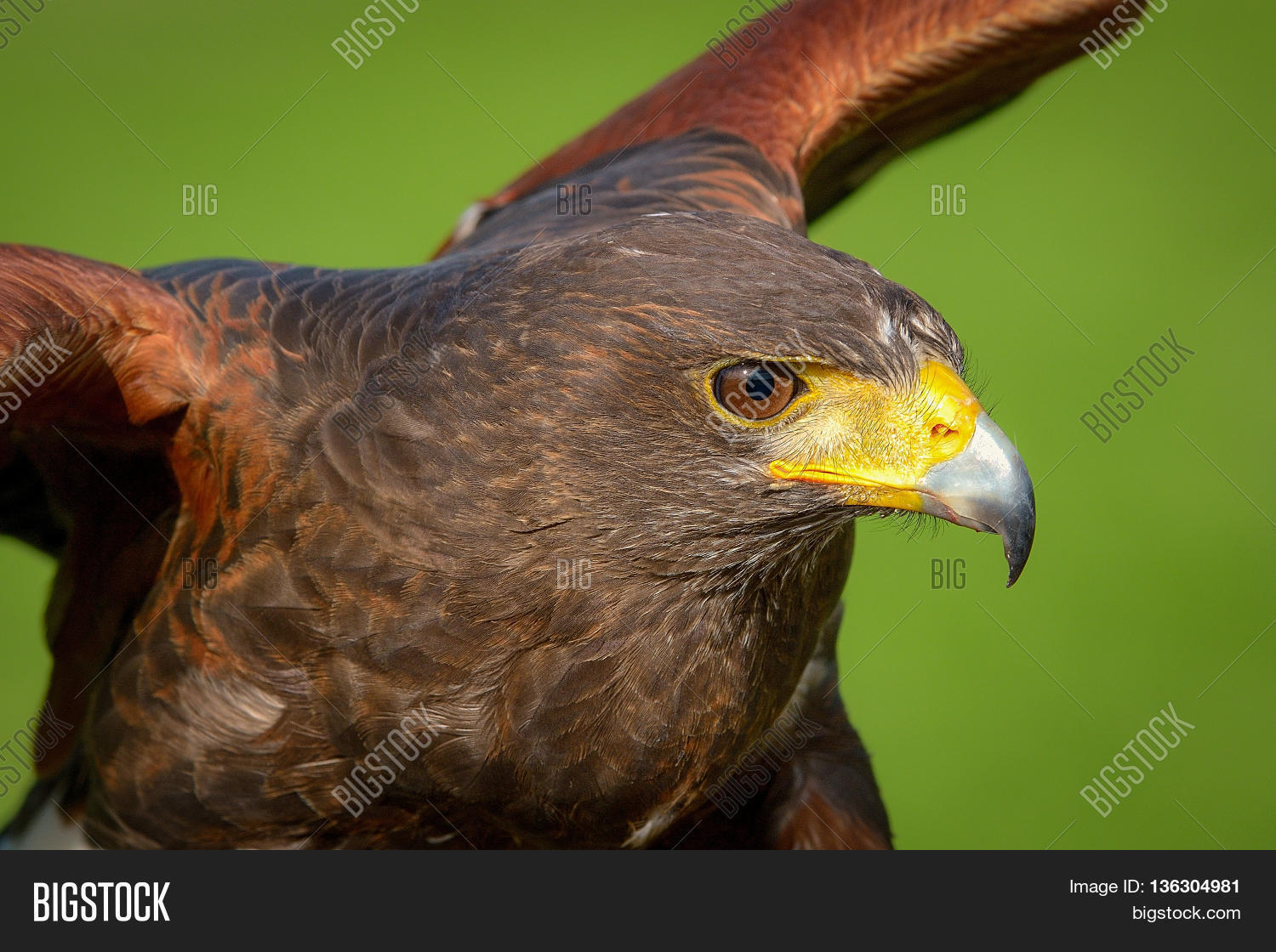 Portrait Harris Hawk Image & Photo (Free Trial) | Bigstock