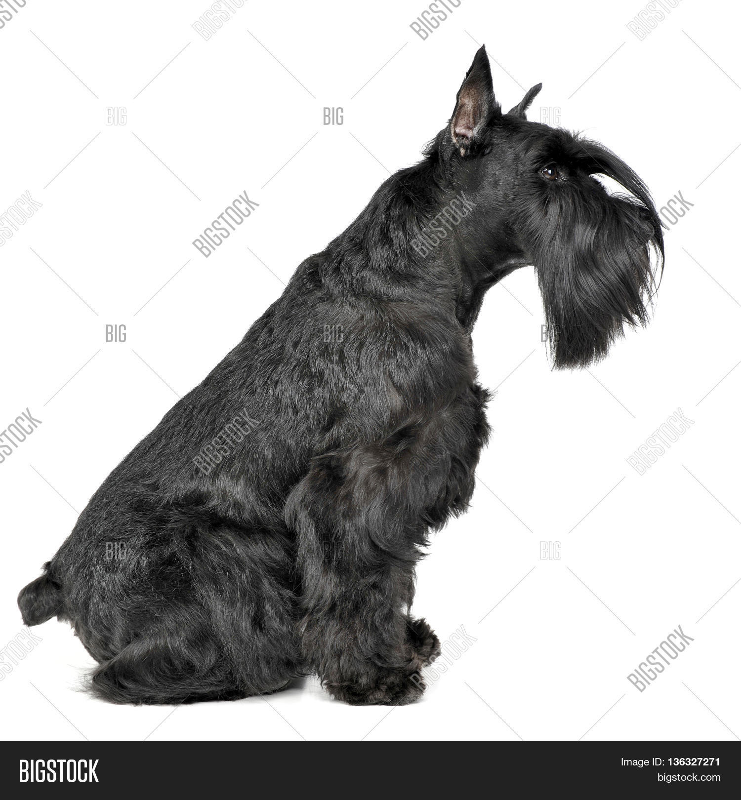 Miniature Schnauzer Image & Photo (Free Trial) | Bigstock