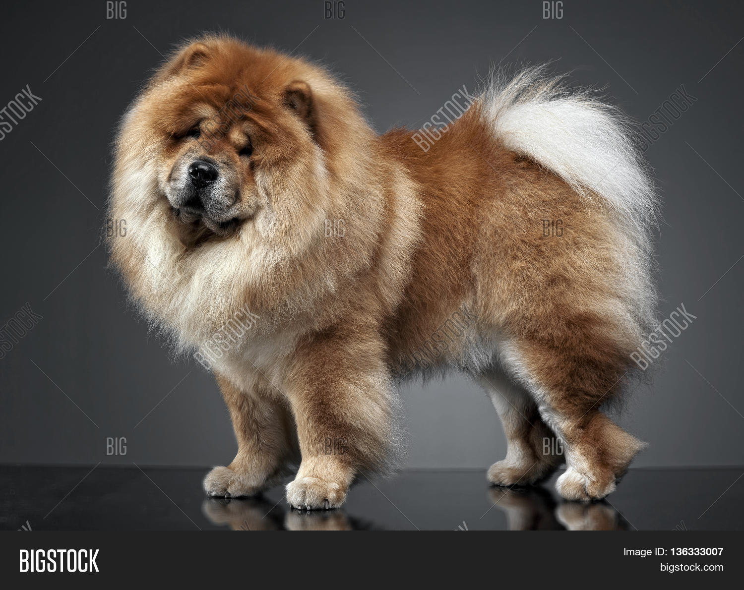 Beautiful Chow Chow Image & Photo (Free Trial) | Bigstock