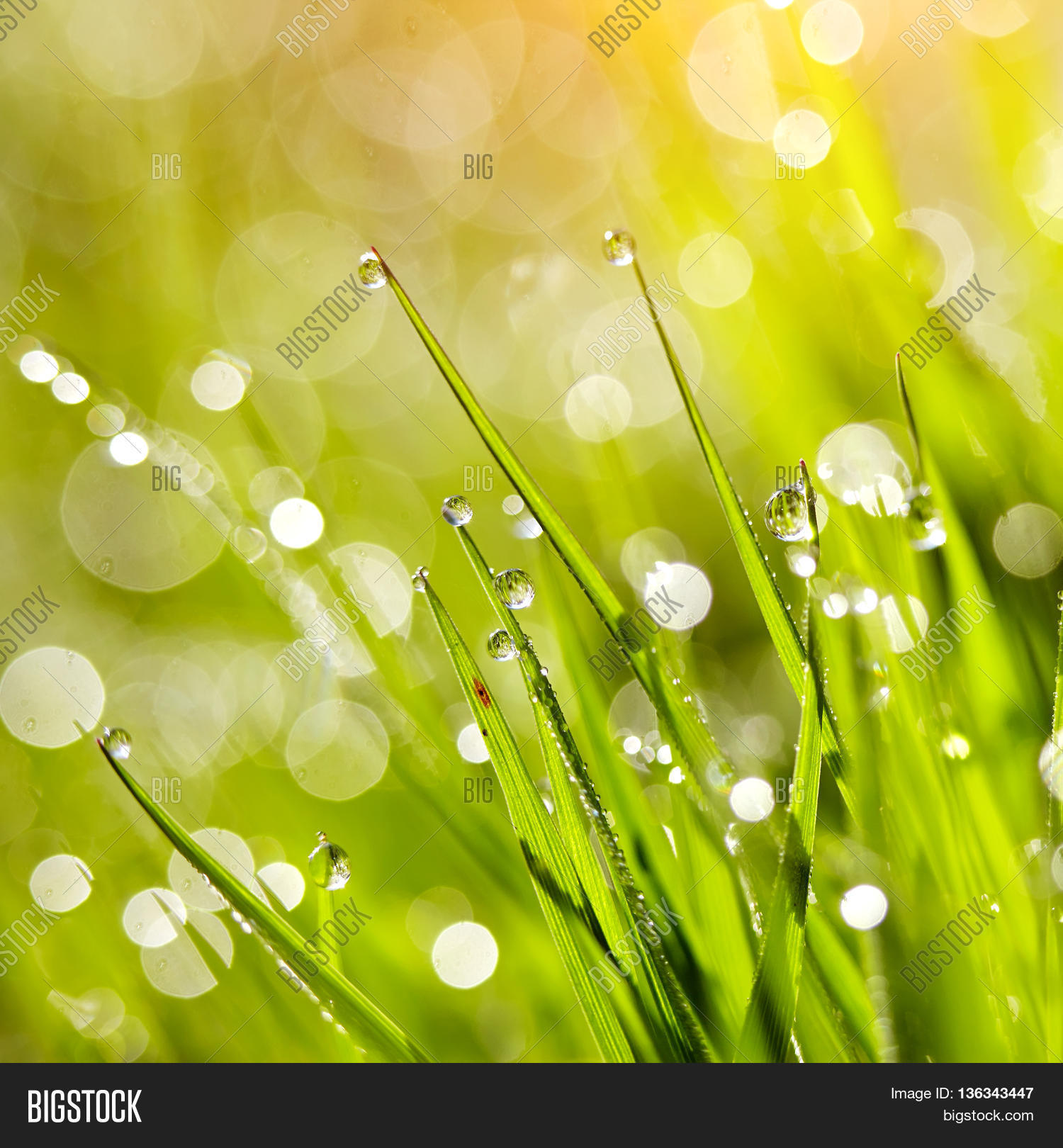 Background Green Wet Image & Photo (Free Trial) | Bigstock