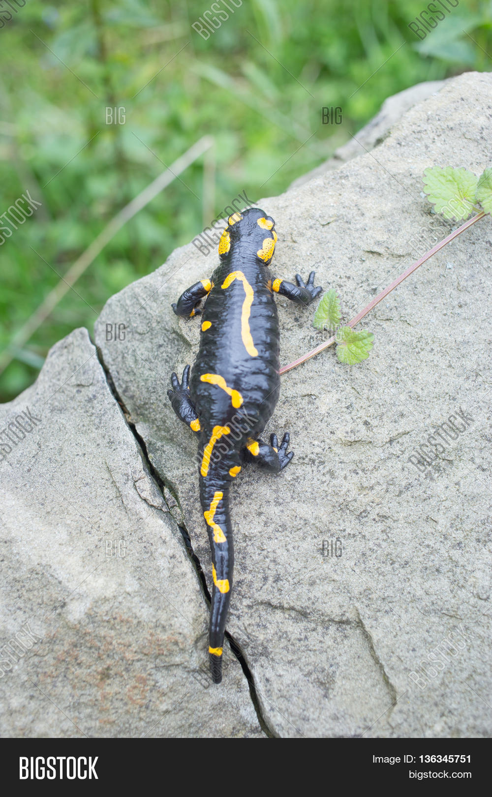 Beautiful Salamander Image & Photo (Free Trial) | Bigstock