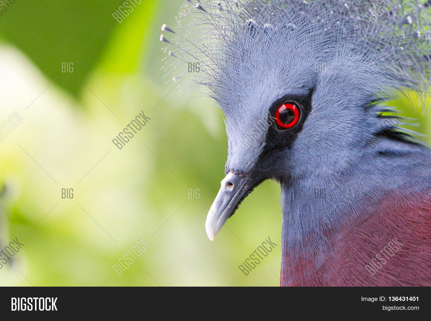 Victoria Crowned Bird Image & Photo (Free Trial) | Bigstock