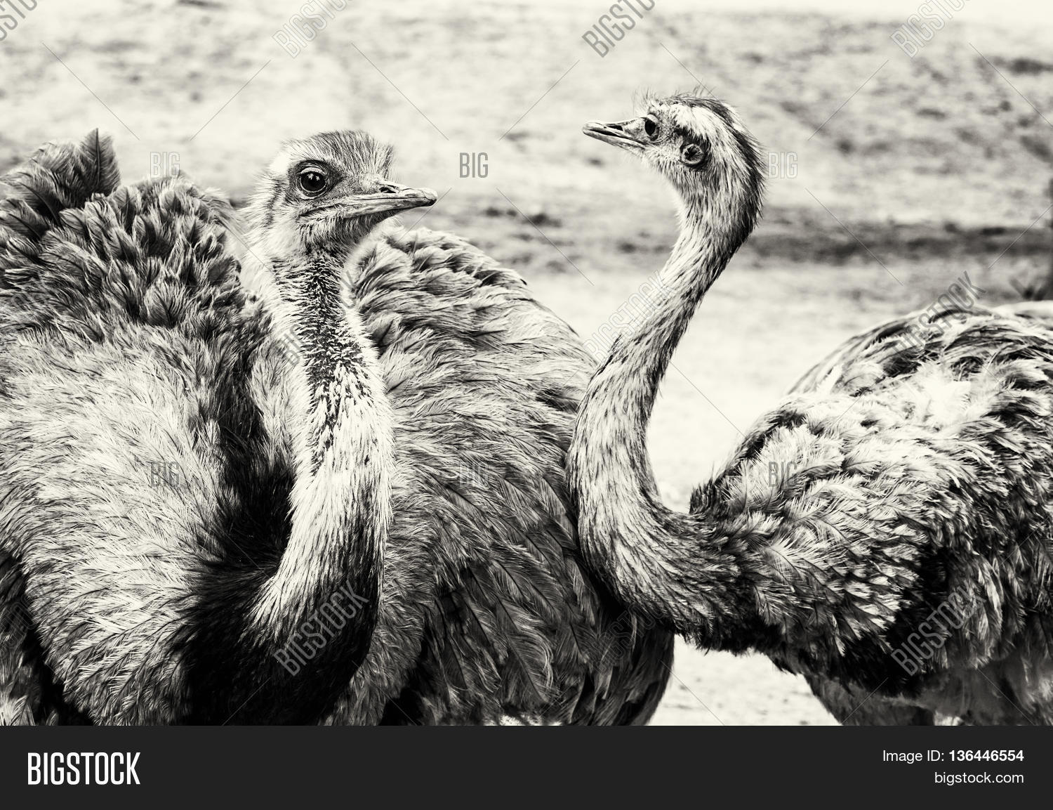 Pair Emu Birds - Image & Photo (Free Trial) | Bigstock