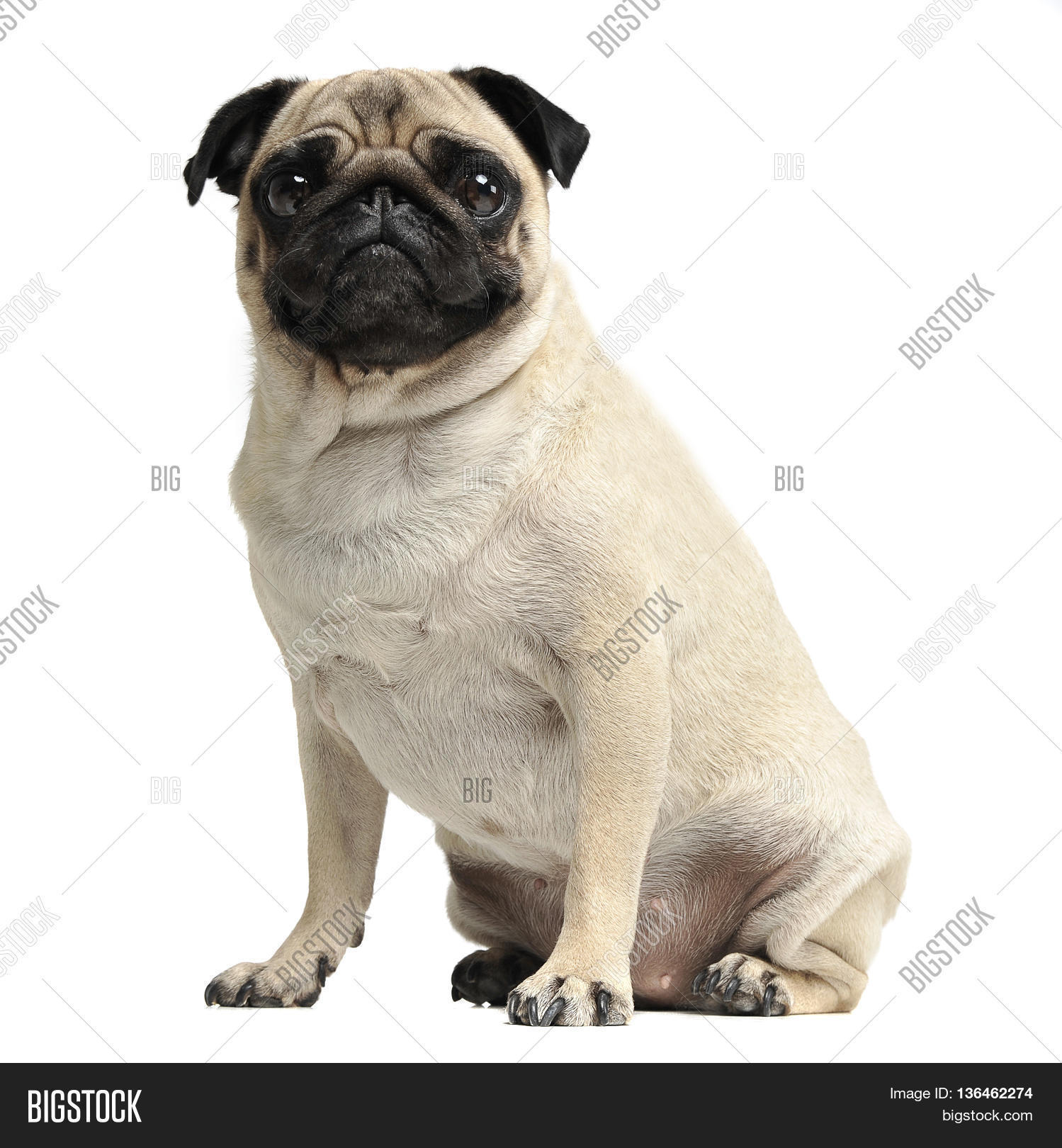 Cute Pug Sitting White Image & Photo (Free Trial) | Bigstock