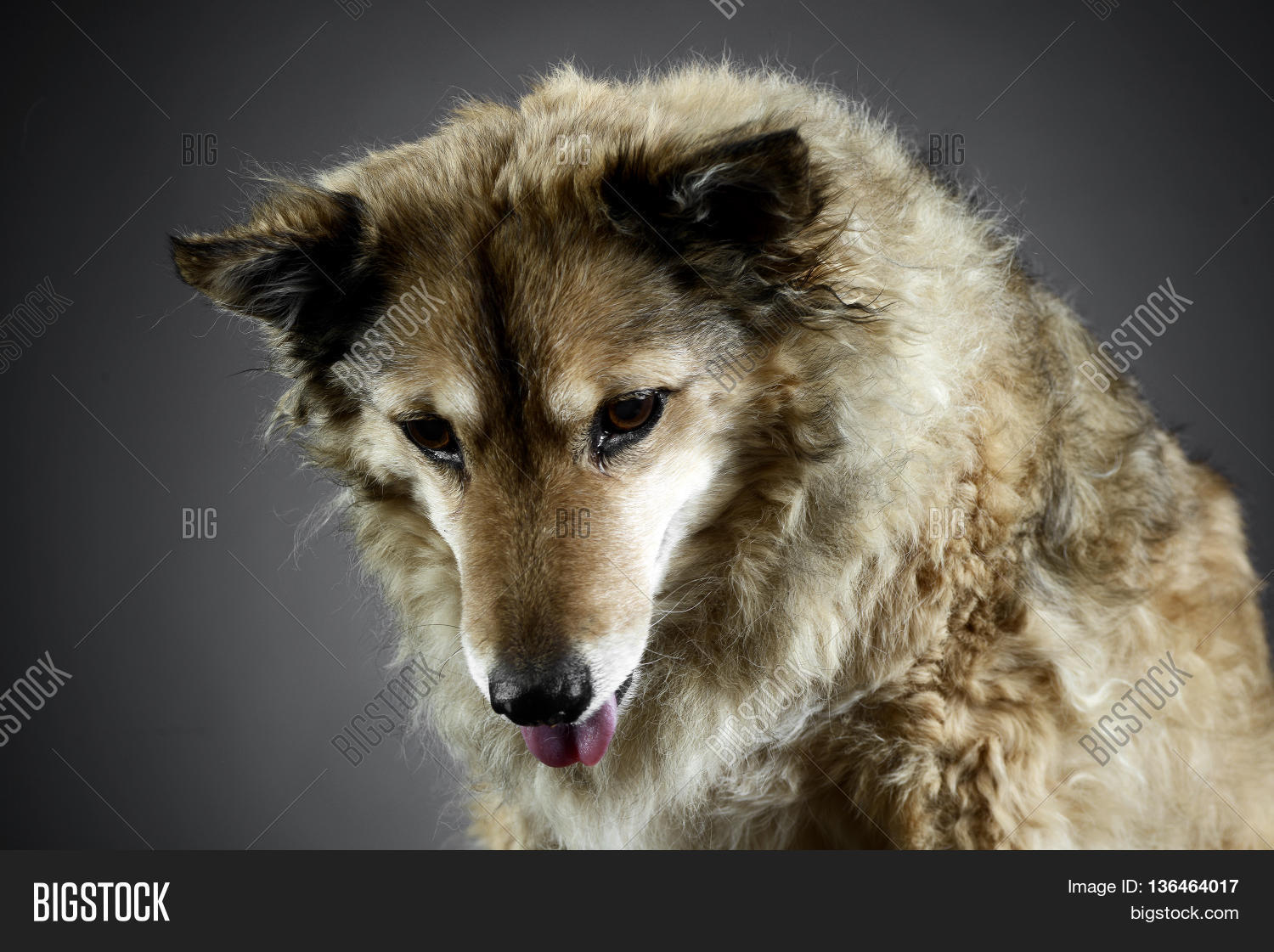 Mixed Breed Funny Dog Image & Photo (Free Trial) | Bigstock