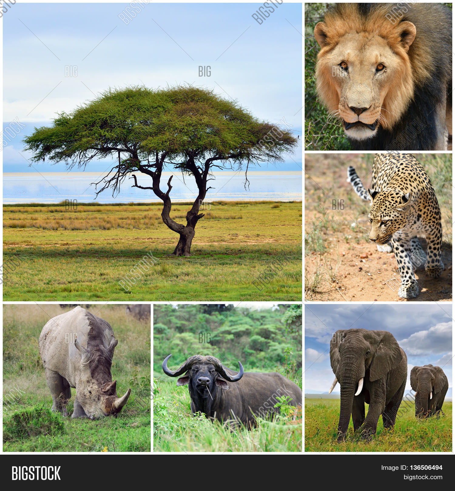 Big Five African Image & Photo (Free Trial) | Bigstock