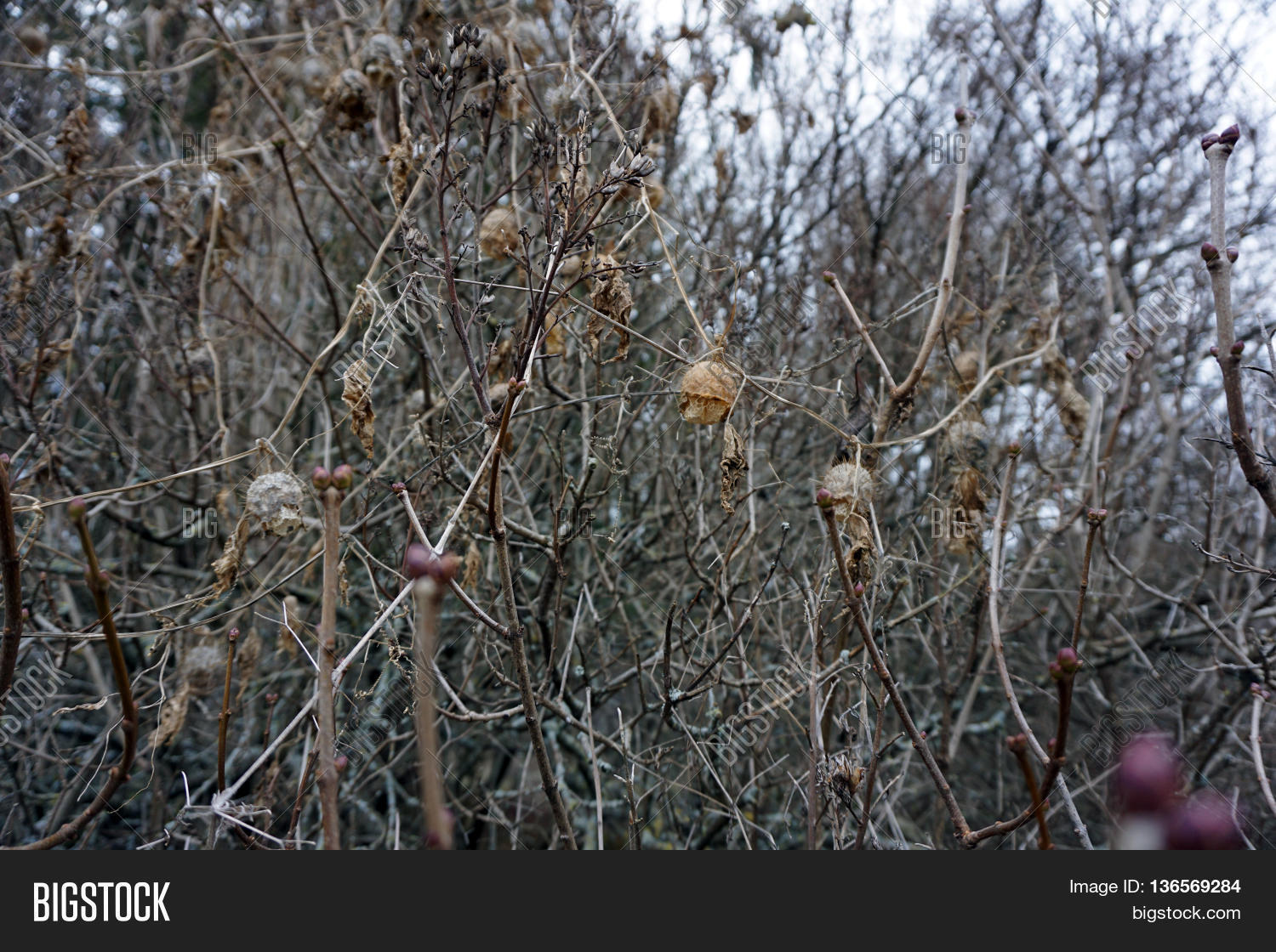 Dried Seed Pods Wild Image & Photo (Free Trial) | Bigstock