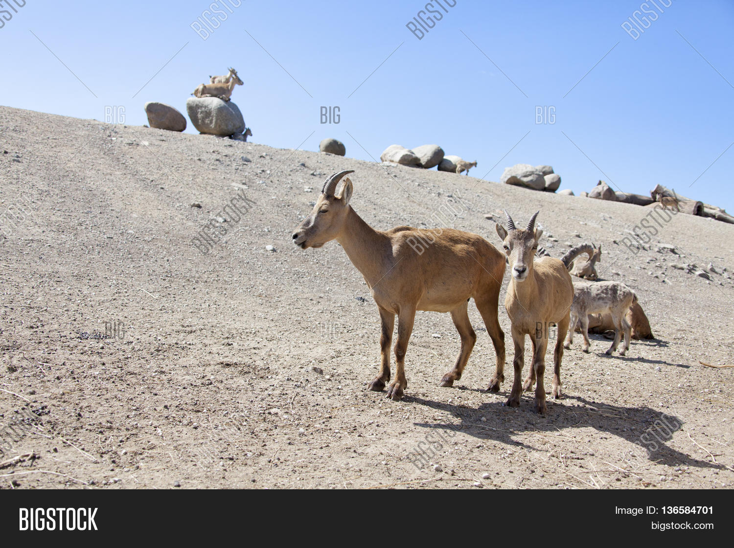 West Caucasian Turs. Image & Photo (Free Trial) | Bigstock