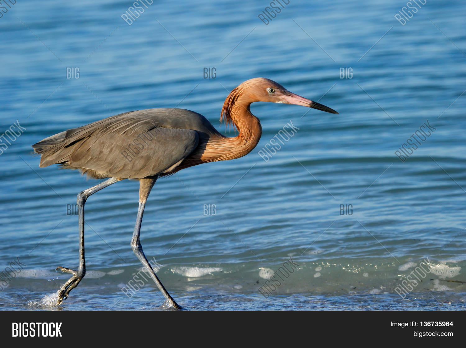Reddish Egret (egretta Image & Photo (Free Trial) | Bigstock