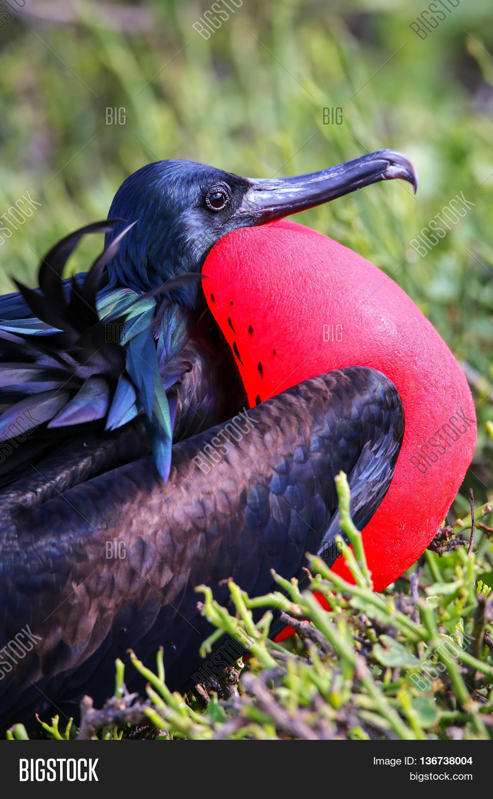 Male Great Frigatebird Image & Photo (Free Trial) | Bigstock