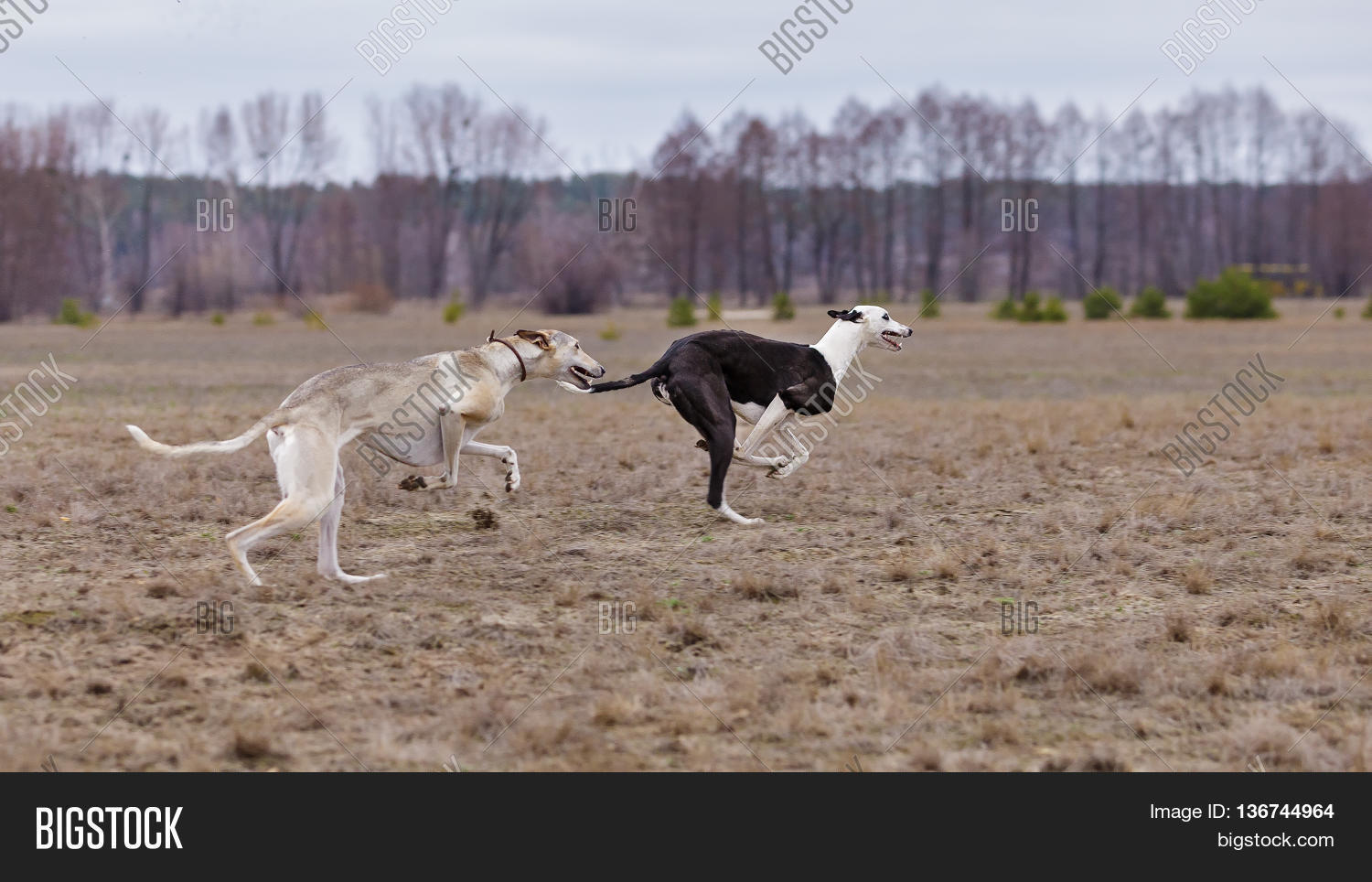 Training Coursing. Image & Photo (Free Trial) | Bigstock