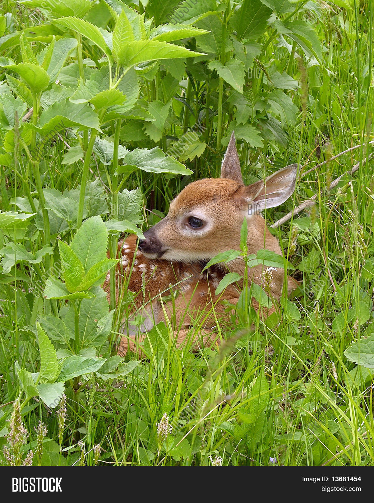 Whitetail Deer Fawn Image & Photo (Free Trial) | Bigstock
