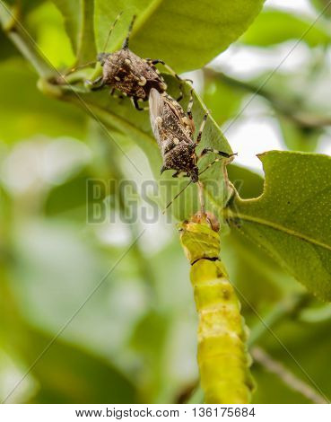 Assassin Bug Killing Image & Photo (Free Trial) | Bigstock