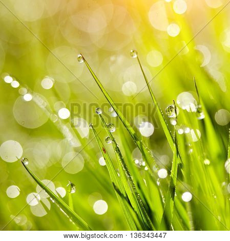 Background Green Wet Image & Photo (Free Trial) | Bigstock