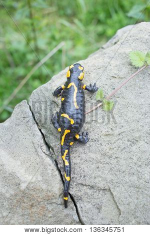 Beautiful Salamander Image & Photo (Free Trial) | Bigstock