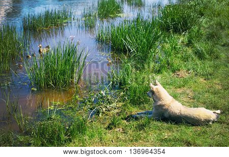Dog Hunting Duck Image & Photo (Free Trial) | Bigstock