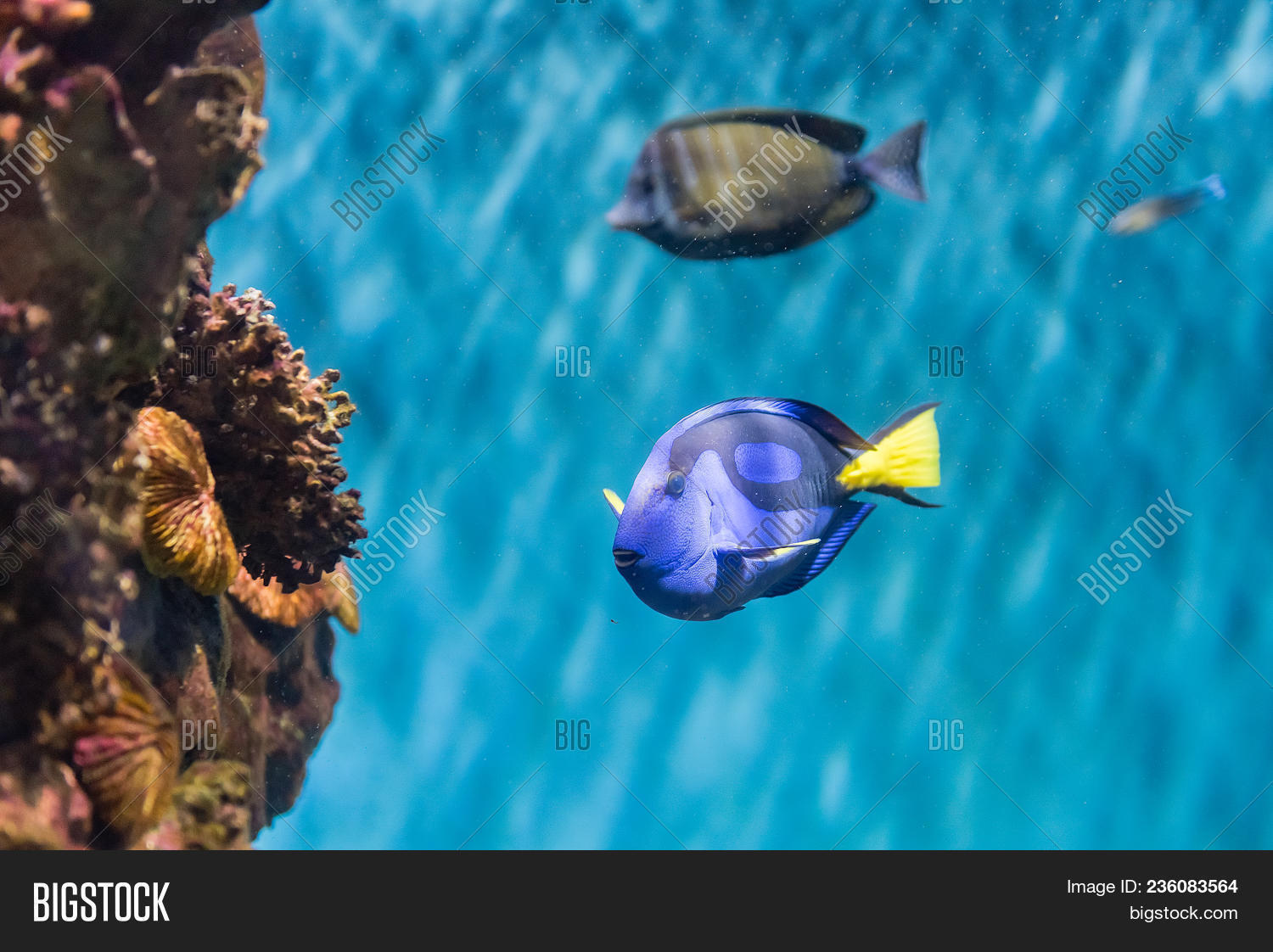 Closeup Paracanthurus Image & Photo (Free Trial) | Bigstock