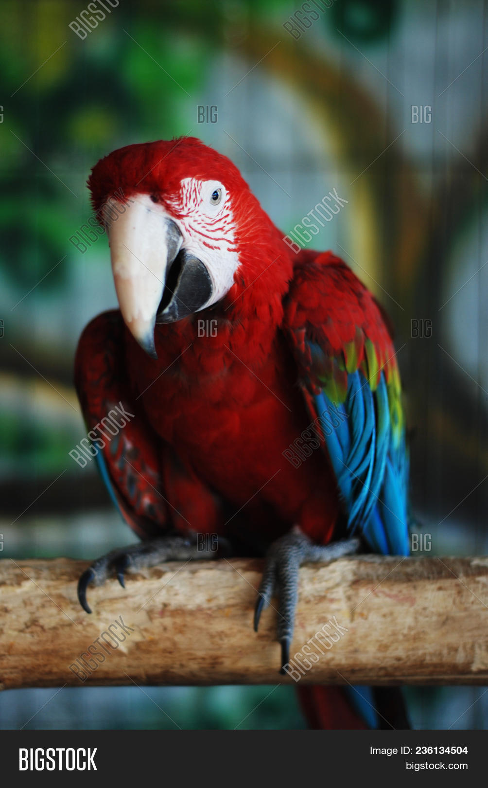 Colorful Parrot - Red Image & Photo (Free Trial) | Bigstock