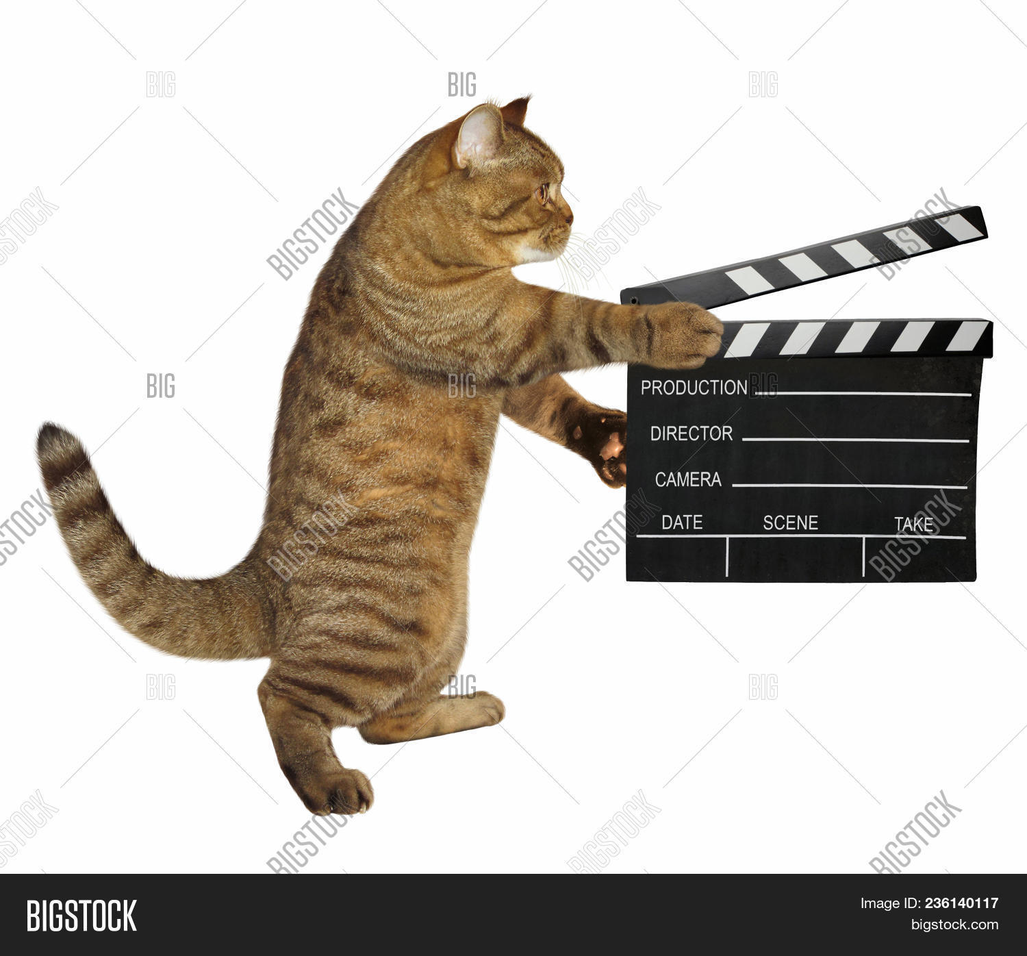 Cat Holds Clapper Image & Photo (Free Trial) | Bigstock