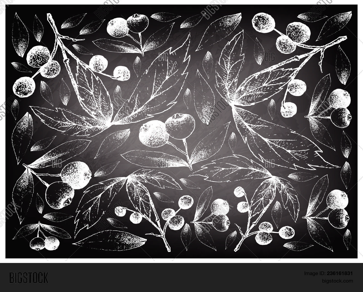 Berry Fruit, Vector & Photo (Free Trial) | Bigstock