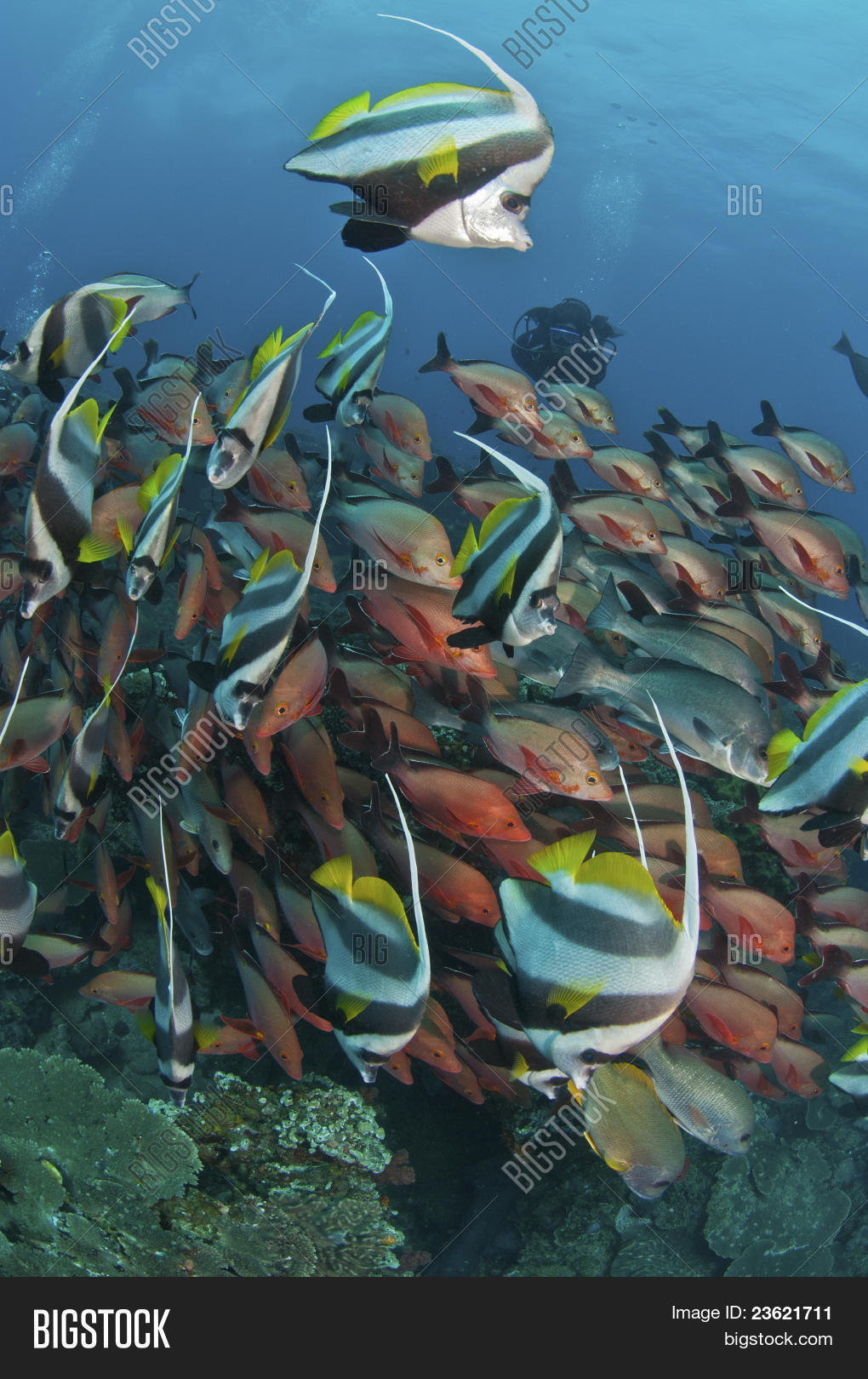 Fish Frenzy Image & Photo (Free Trial) | Bigstock