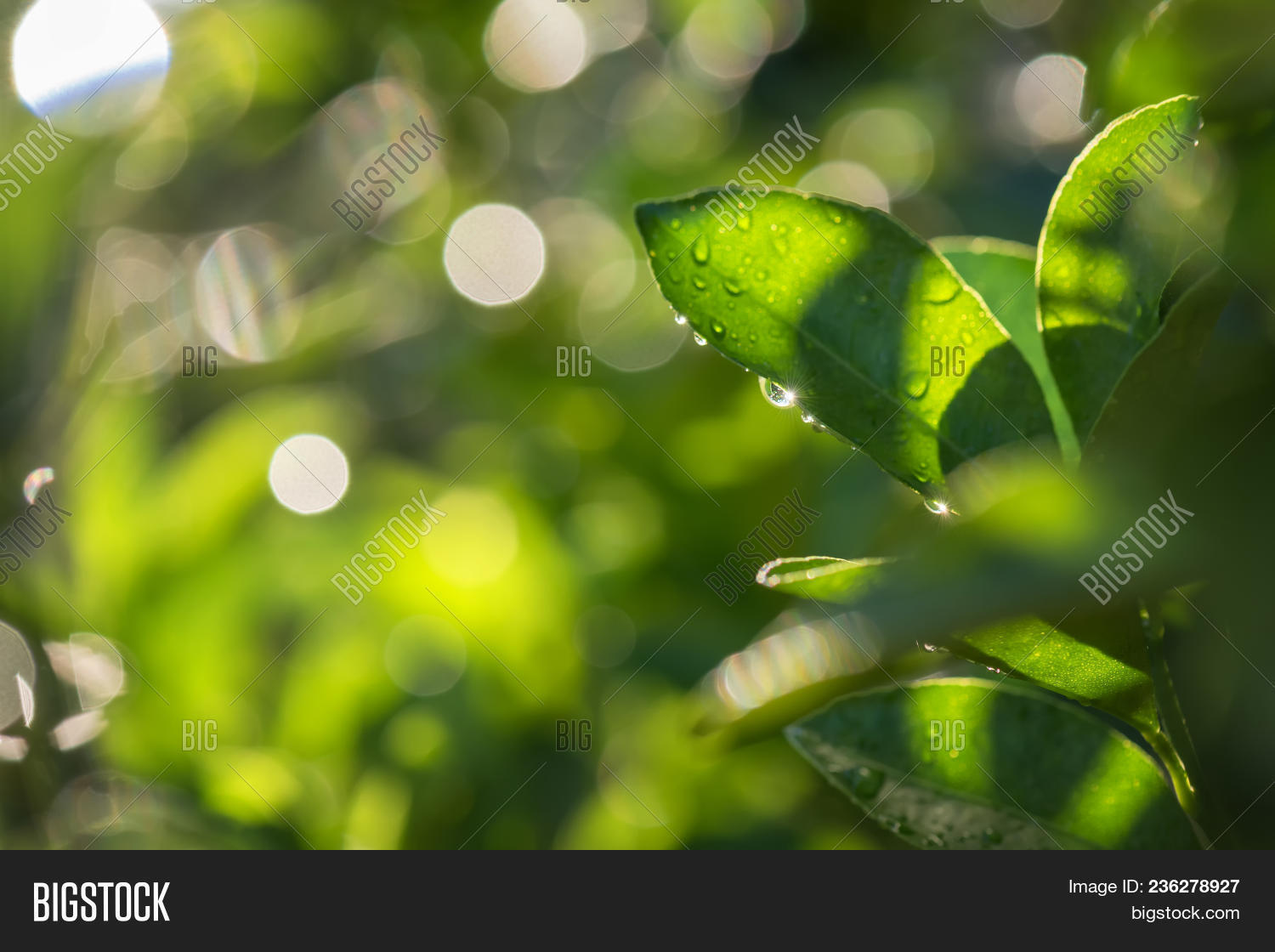 Fresh Green Spring Image & Photo (Free Trial) | Bigstock