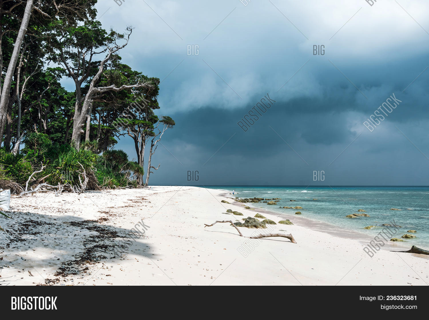 Green Tropical Jungle Image & Photo (Free Trial) | Bigstock