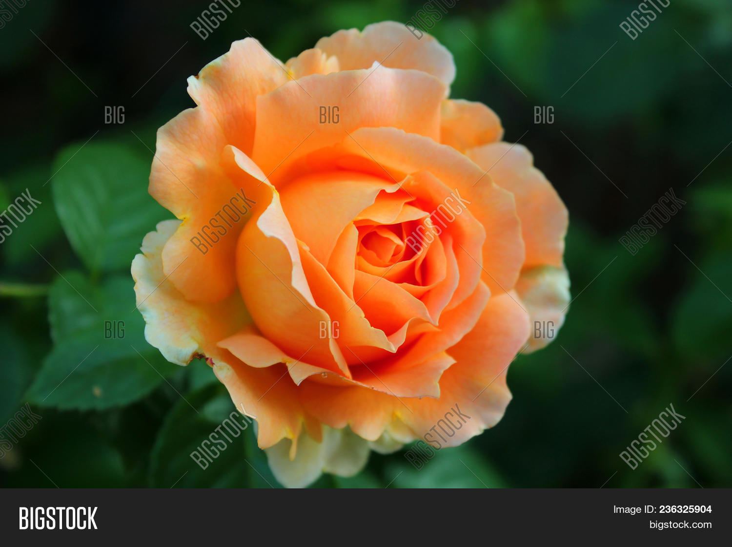Big Orange Rose On Image & Photo (Free Trial) | Bigstock
