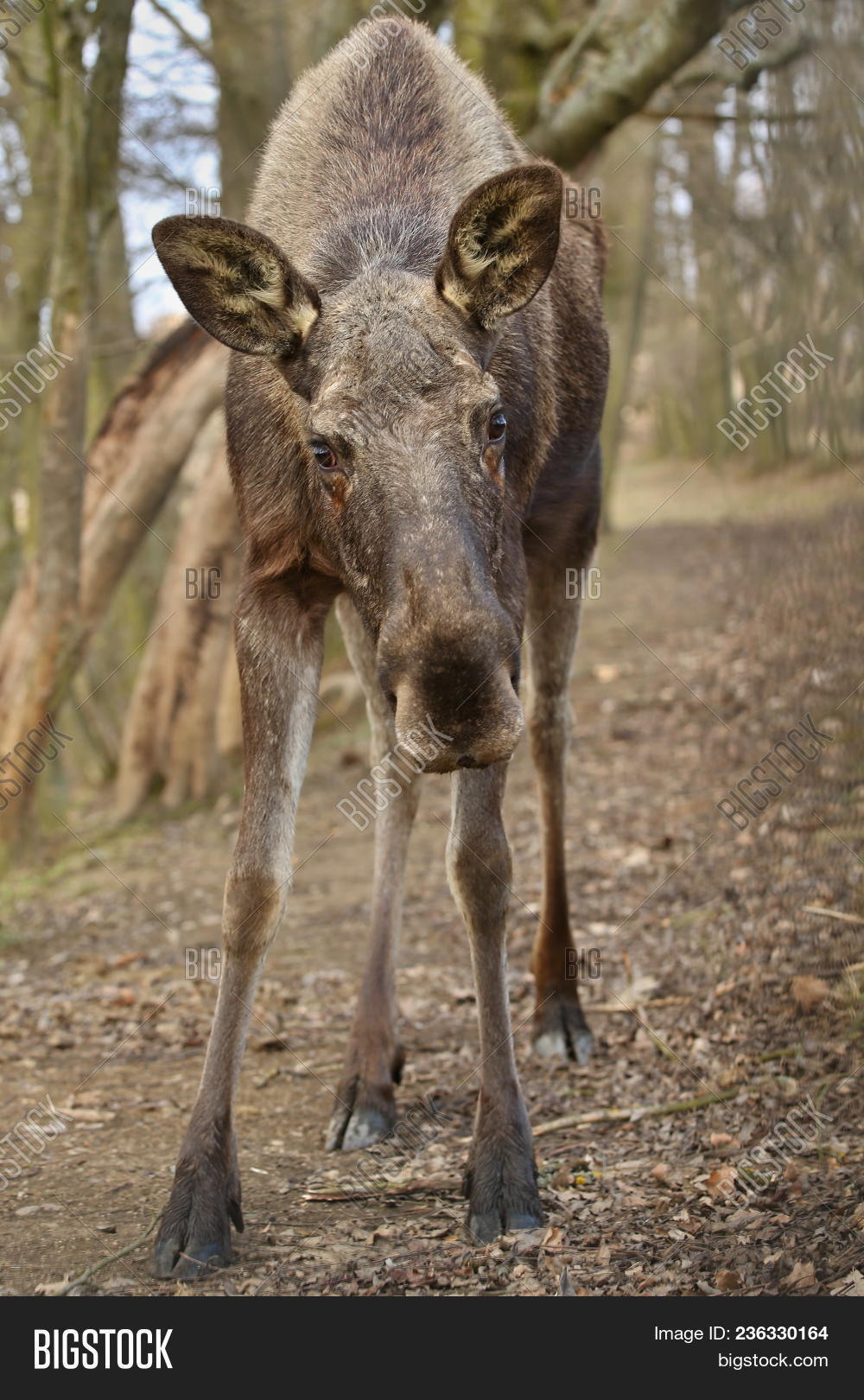 Eurasian Elk Nature Image & Photo (Free Trial) | Bigstock