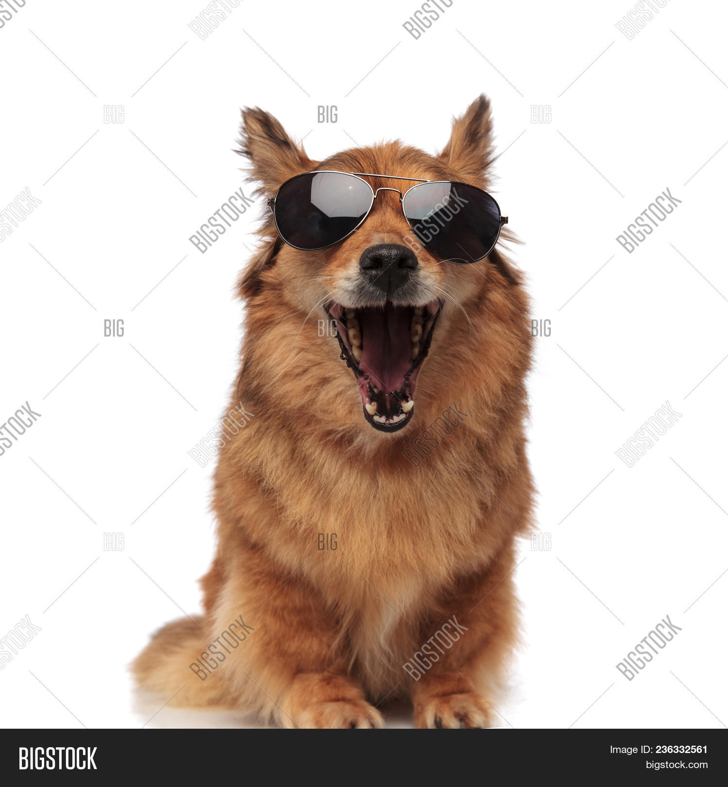 Funny Brown Metis Dog Image & Photo (Free Trial) | Bigstock
