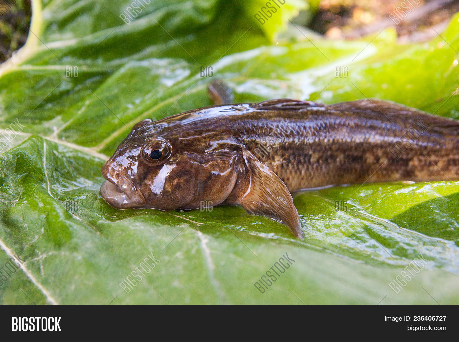 Close View Freshwater Image & Photo (Free Trial) | Bigstock
