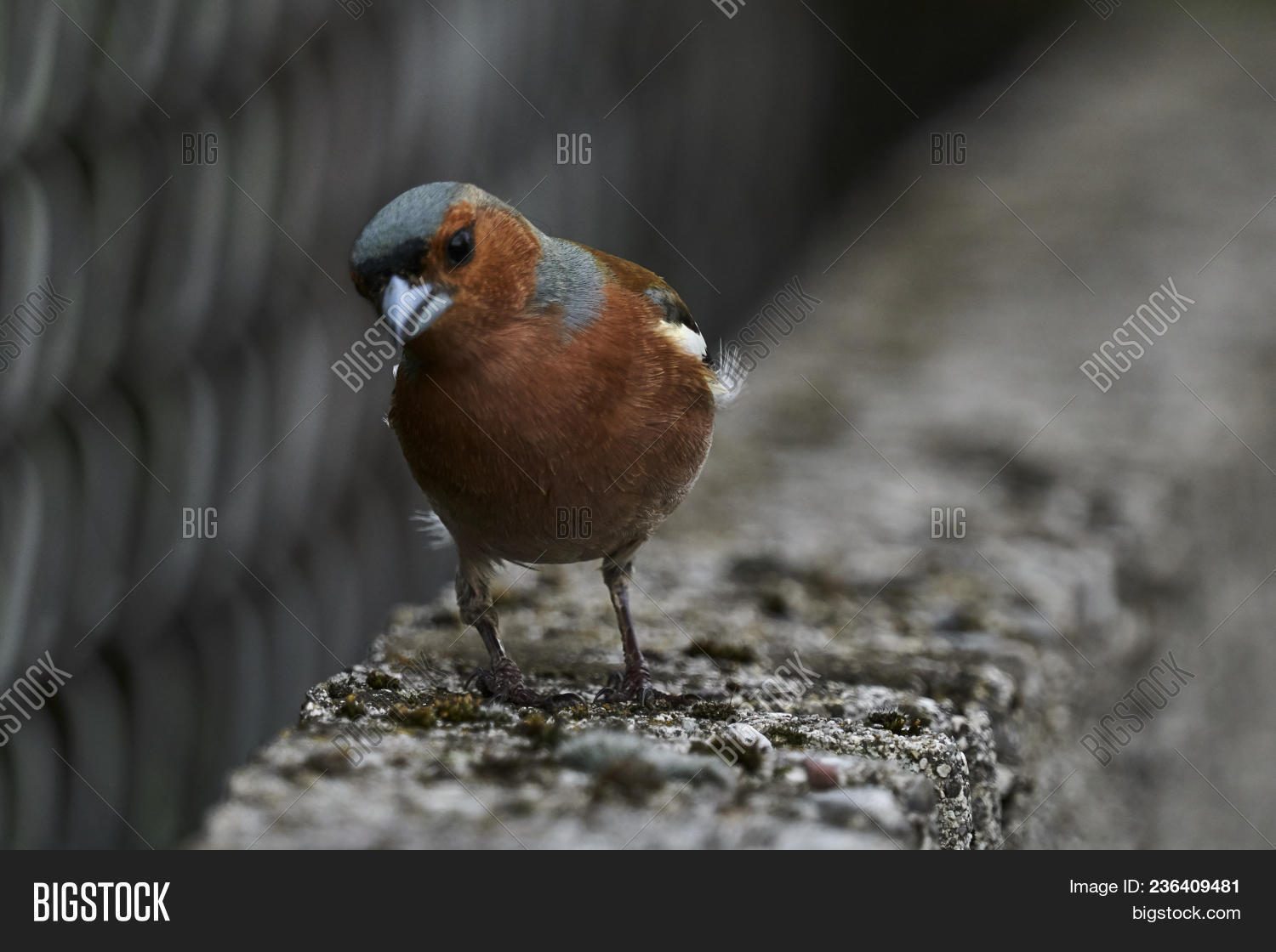 Finch Fringilla Image & Photo (Free Trial) | Bigstock