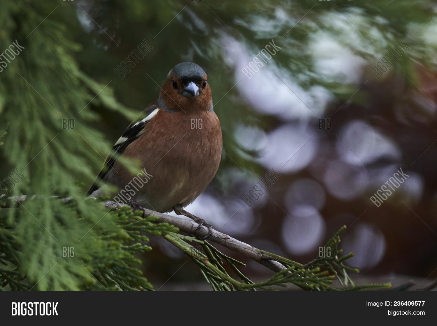 Finch Fringilla Image & Photo (Free Trial) | Bigstock