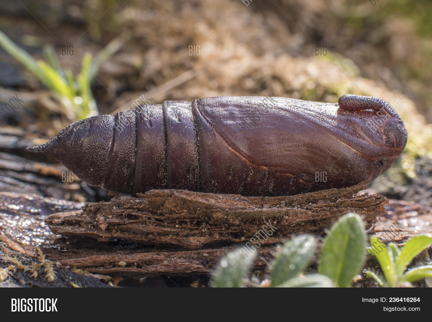 Sphinx Moth Cocoon