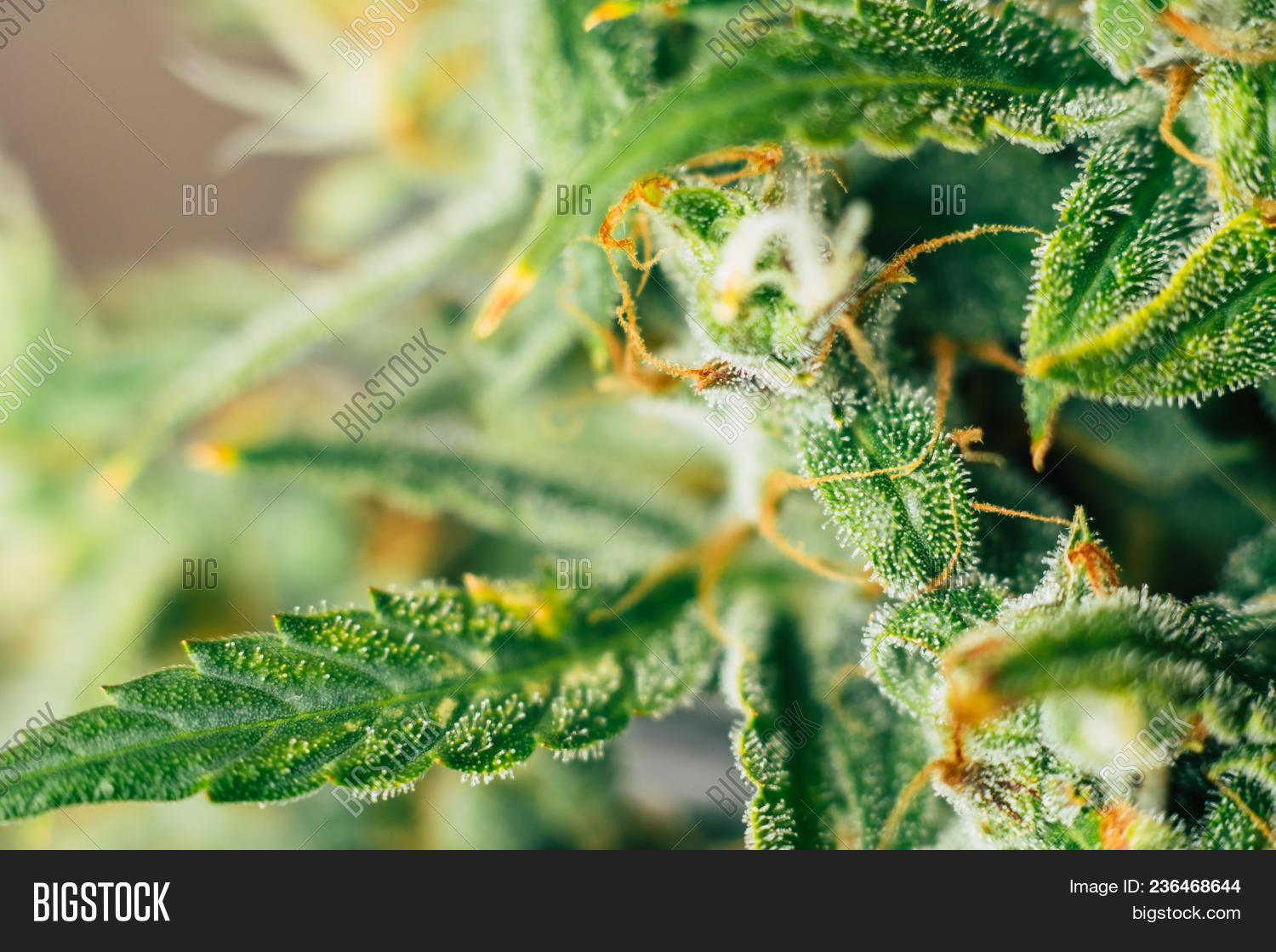 Bud Cannabis, Sugar Image & Photo (Free Trial) | Bigstock