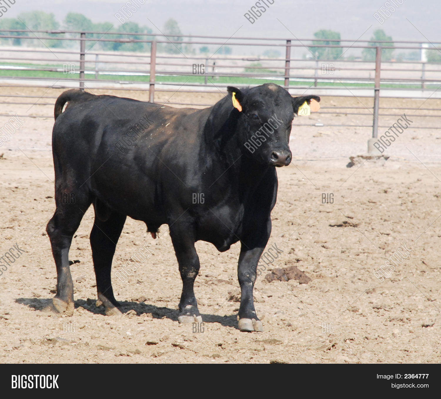 Young Black Angus Bull Image & Photo (Free Trial) | Bigstock